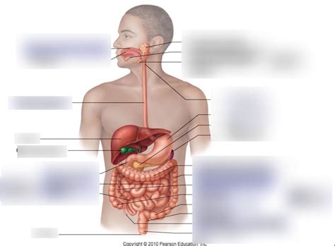 Digestive System Label Diagram Quizlet