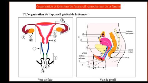 Bac math et sc SVT la fonction reproductrice féminine EP2 l
