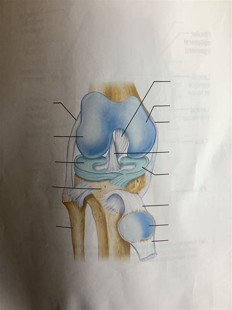 Knee Joint Anterior View Diagram Quizlet