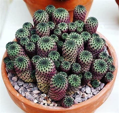 Conheça diferentes tipos de cactos e aprenda como cuidar Cactos