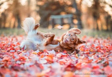 É muita fofura concurso elege as fotos mais engraçadas de pets