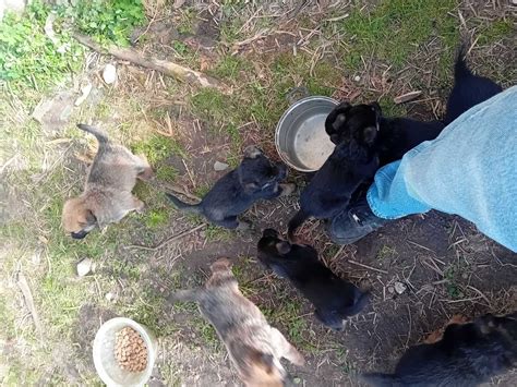 Oddam pieski w dobre ręce Kolnica OLX pl