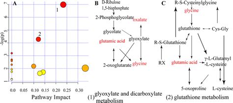Metabolic Pathway Of The Biomarker Metabolite According To The KEGG