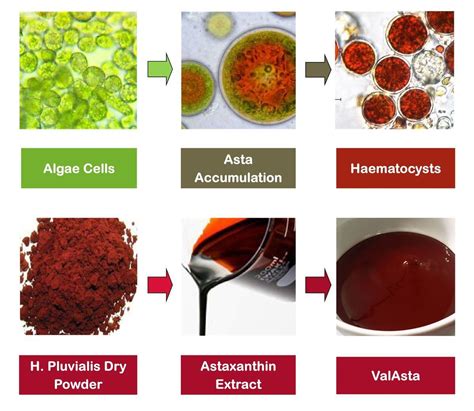 Extracto De Haematococcus Pluvialis 472 61 7 Fabricantes Proveedores
