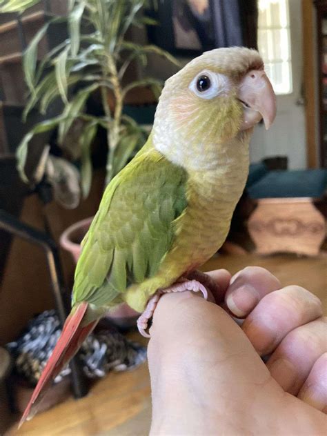 Cinnamon Greencheek Conures