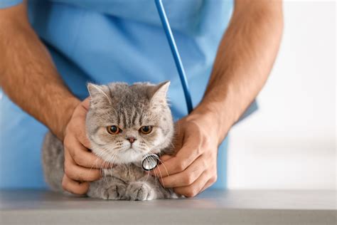 À quelle fréquence emmener votre chat chez le vétérinaire