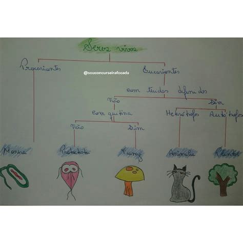 Mapa Mental Seres Vivos Notas De Estudo Biologia