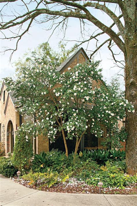 The South S Most Iconic Plants Artofit