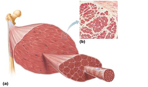Connective Tissue Coverings Of The Skeletal Muscle Diagram Quizlet