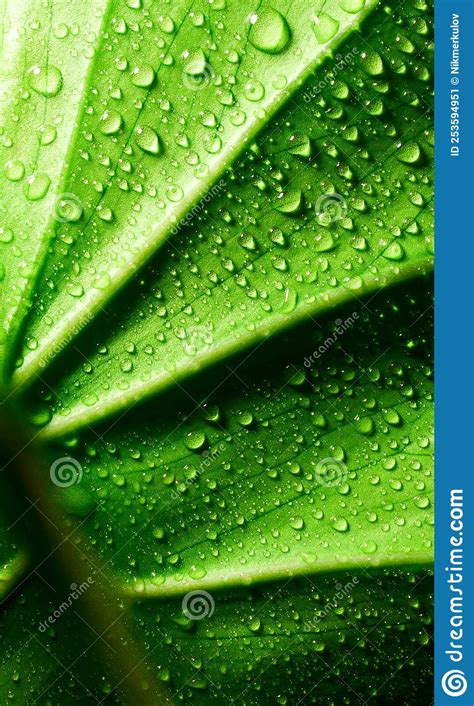 Hoja Verde Fresca Con Gotas De Fondo De Agua Imagen De Archivo Imagen