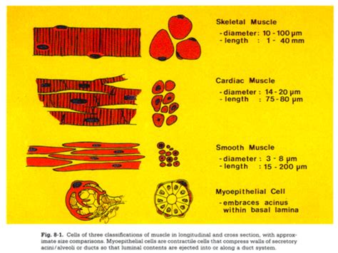 Muscular Tissue Flashcards Quizlet