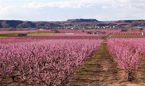 Guías Viajar on Twitter Cuándo y cómo ver la floración de