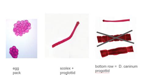 Parasitology Practical Flash Cards Flashcards Quizlet