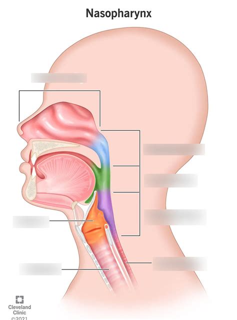 Nasopharynx Diagram Diagram Quizlet