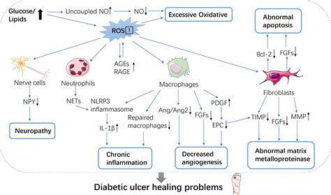 Frontiers Fibroblast Growth Factor In Diabetic Foot Ulcer Progress