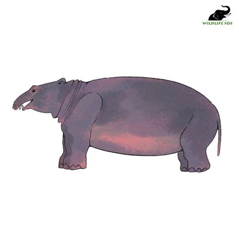 Tracing The Evolutionary History Of Elephants Wildlife Sos