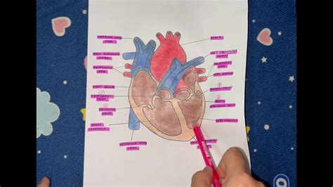 Cardiovascular System In Anatomy Of Heart Youtube