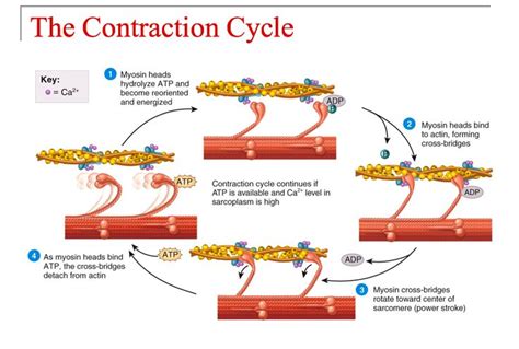 Eccentric Contraction Sarcomere