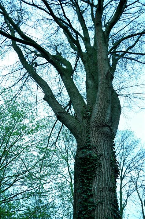 Fotos Gratis Rbol Naturaleza Bosque Rama Silueta Crecimiento