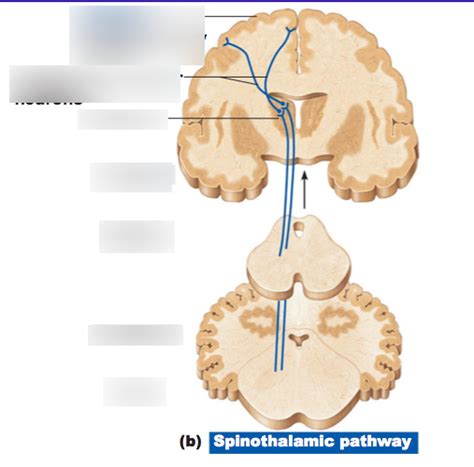 Spinothalamic Pathway Diagram Quizlet
