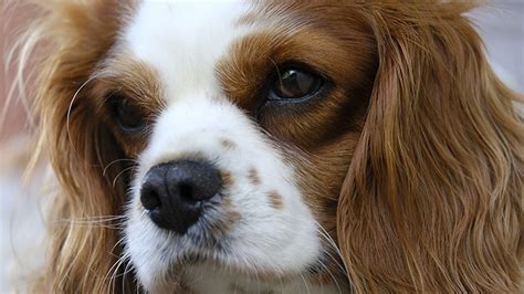Raça de cachorro muito popular no Brasil veja quais são Petz