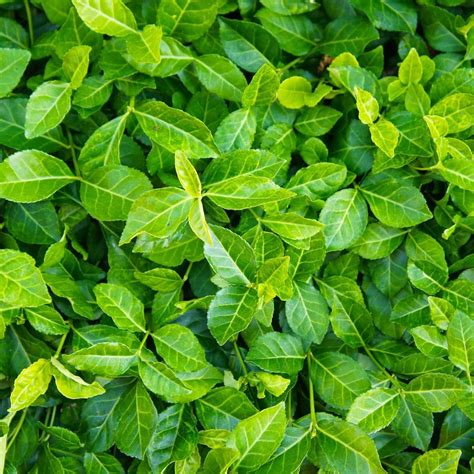 Amazon Greenwood Nursery Live Ground Cover Plants Purple