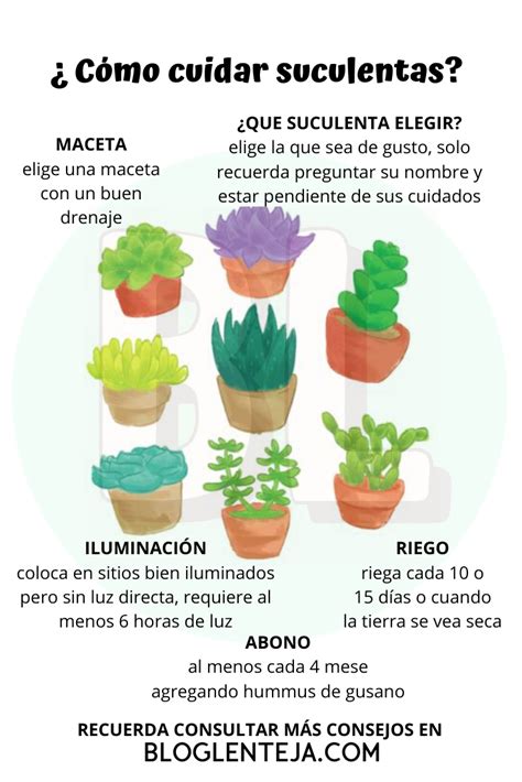 Como Cuidar Las Plantas De Jardin Jasma