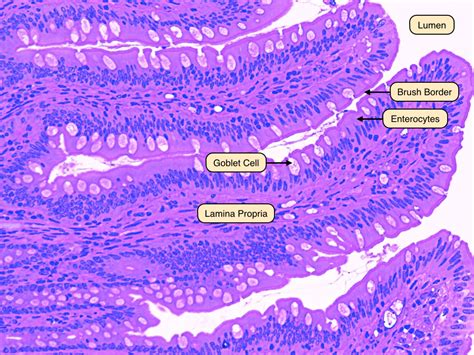 Large Intestine Mucosa Histology Cell Forms Biology Labs Microscopy