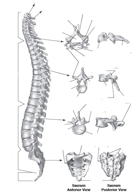 Vertebral Column Diagram Quizlet