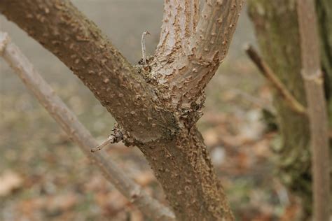Sambucus Nigra