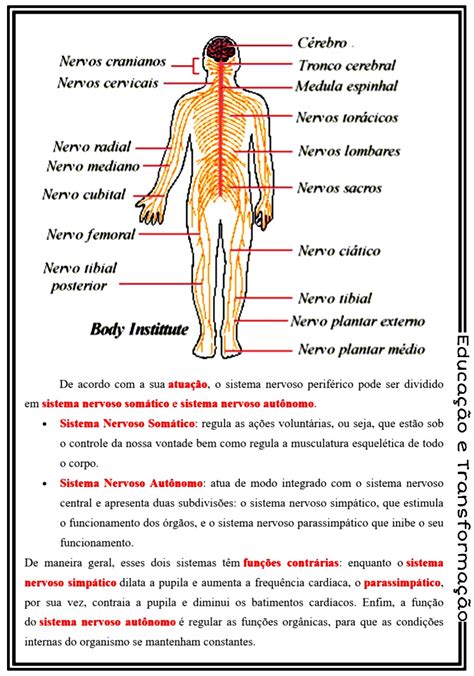 Mapa Mental Sobre O Corpo Humano Fdplearn