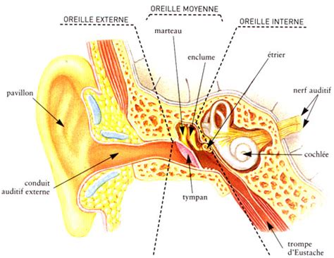 À votre écoute L anatomie de l oreille