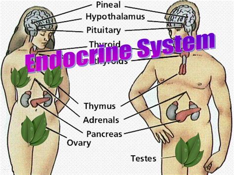 Ppt Endocrine System Powerpoint Presentation Free Download Id4724201