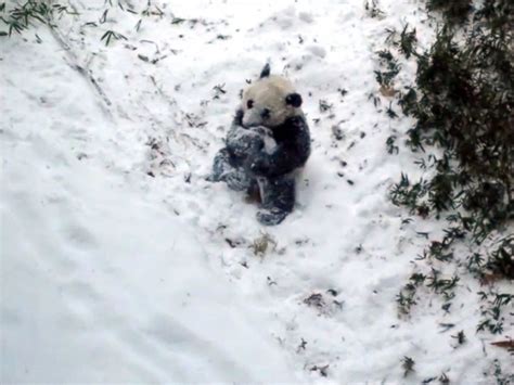 Baby Panda S Antics On Her First Snow Day Captured On Video Abc News