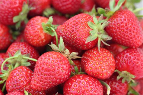 Upick Strawberries Chipman Farm