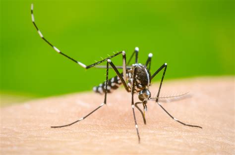 Récord de casos de dengue en lo que va del 2024 Diario Con Vos