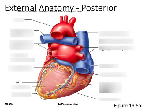 Posterior External Heart Diagram Quizlet
