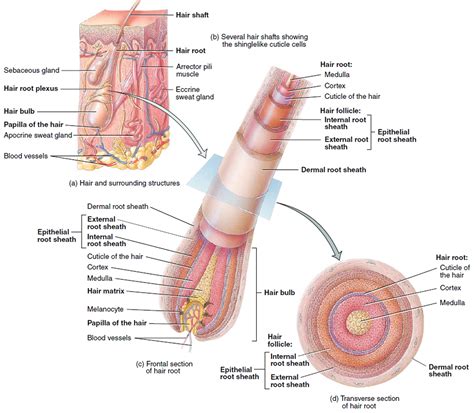 Top 134 Describe Structure Of Root Hair Best Camera Edu Vn