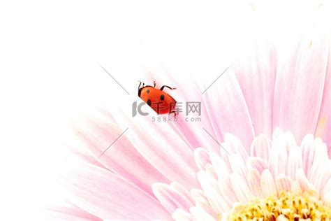 粉红色花朵上的瓢虫高清摄影大图 千库网