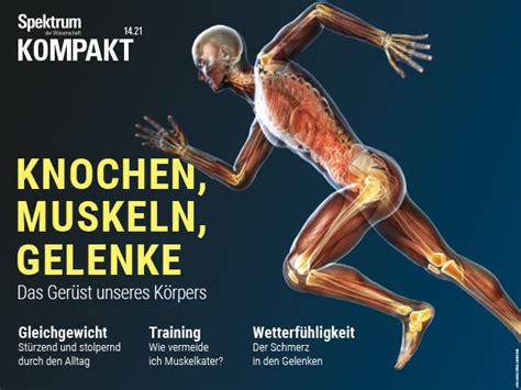 Knochen Muskeln Gelenke Das Ger St Unseres K Rpers H Rbuch