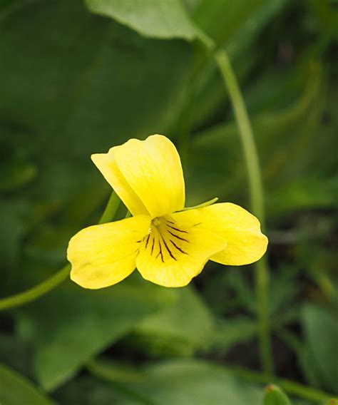 Violaceae
