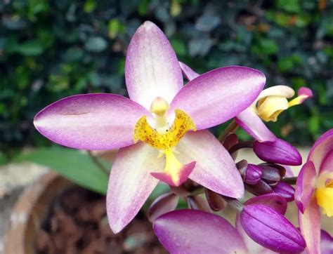 Cómo plantar orquídeas terrestres 2 sencillos pasos Krostrade