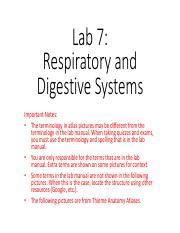 Lab 7 Respiratory And Digestive Systems Pdf Lab 7 Respiratory And