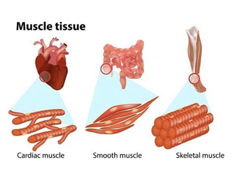 Types Of Muscle Tissue Orchard Health Clinic Osteopathy