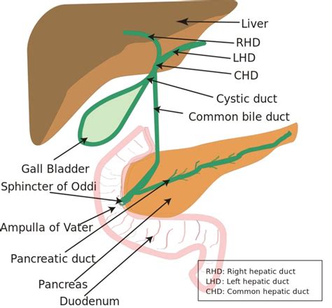 Figure A Diagram Of The Biliary StatPearls NCBI Bookshelf
