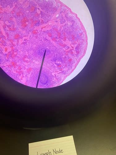 A P Lab Exam Flashcards Quizlet