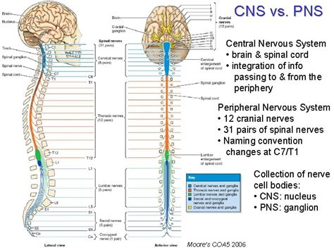 Peripheral Nervous System The Somatic System