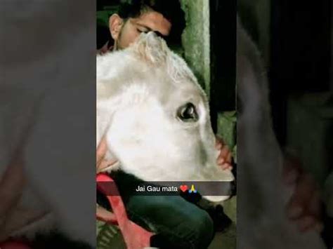 Jai Gau mata ग रकष दल खतड love song attitude new viral