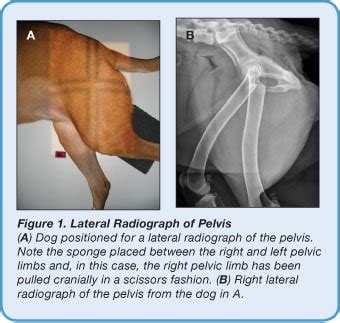 Tips Techniques For Successful Pelvic Radiography 52 OFF
