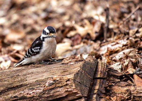 Downy Woodpecker Dryobates Pubescens In Central Park New York City